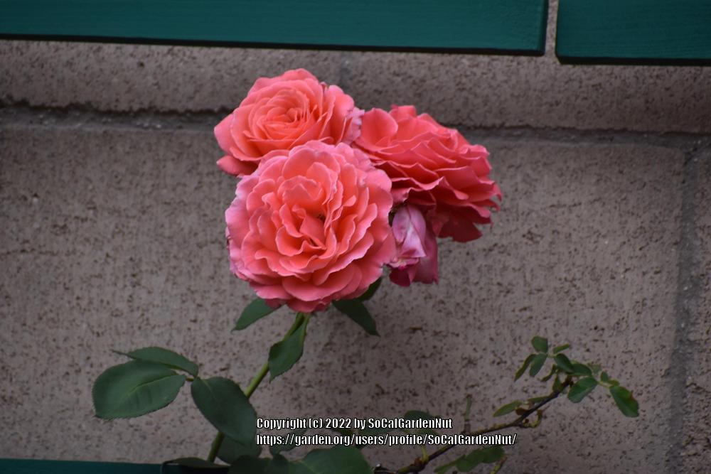 Photo of the bloom of Rose (Rosa 'America') posted by SoCalGardenNut ...