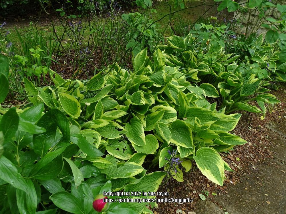 Hosta 'Moerheim' in the Hostas Database - Garden.org