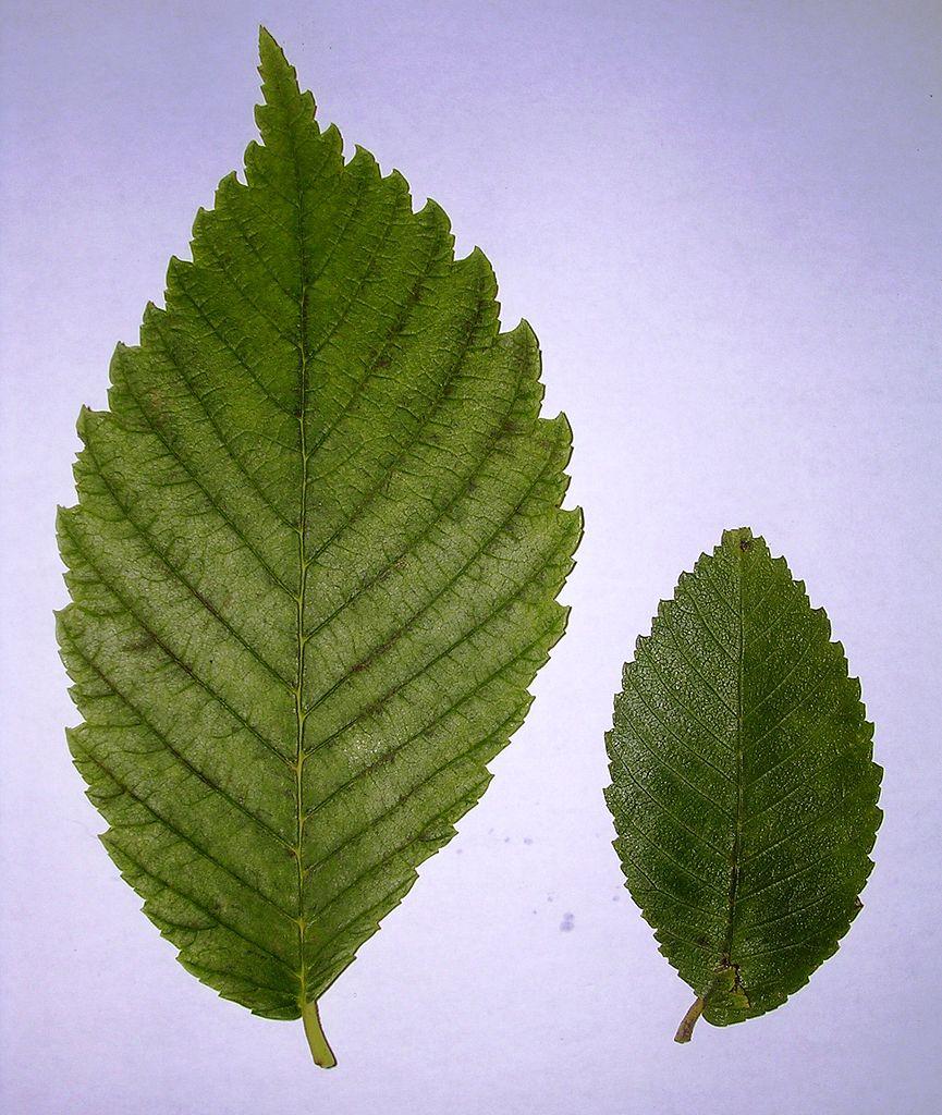 Photo of the leaves of Japanese Elm (Ulmus davidiana var. japonica ...