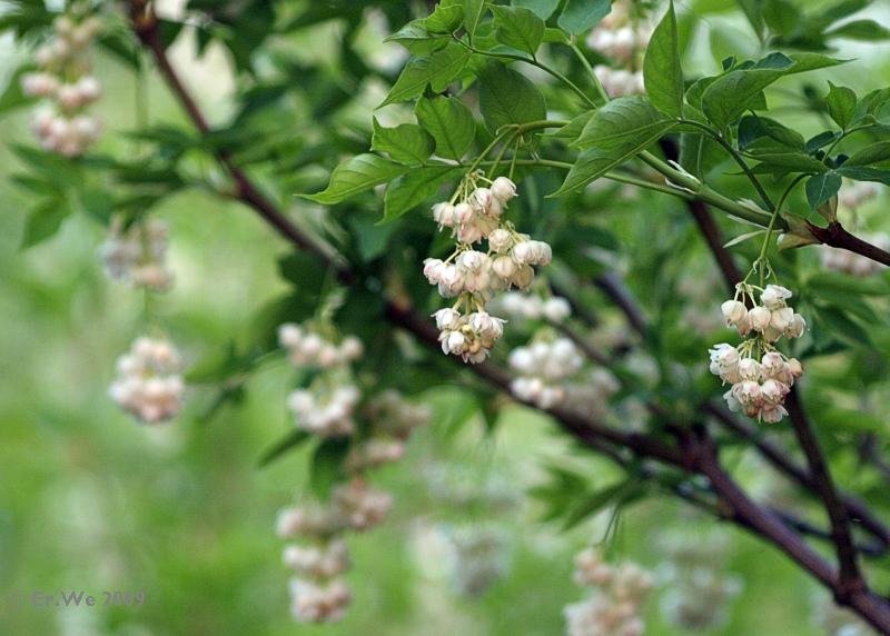 Photo of the bloom of European Bladdernut (Staphylea pinnata) posted by ...
