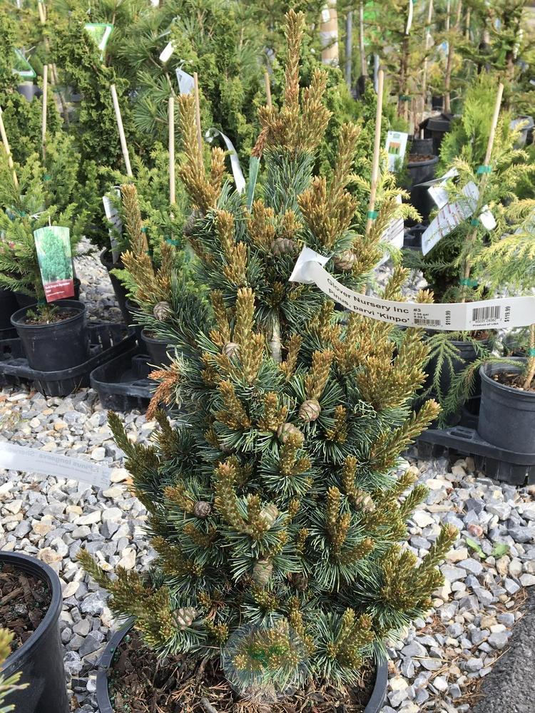 Photo of the seedling or young plant of Japanese White Pine (Pinus ...