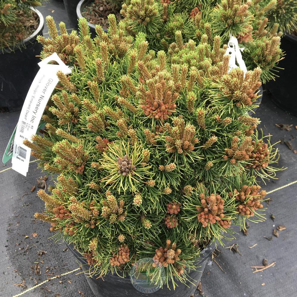 Photo of the seedling or young plant of Mugo Pine (Pinus mugo 'Emerald ...