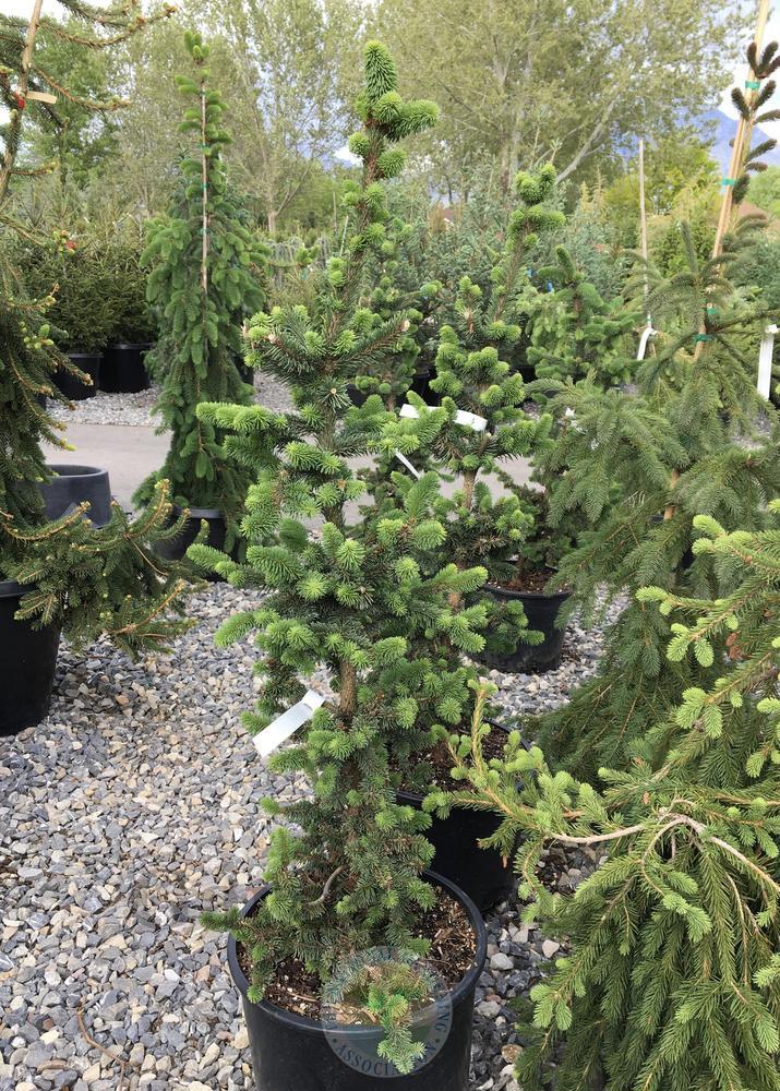 Norway Spruce (Picea abies 'Suncrest Pyramid') in the Spruces Database - Garden.org