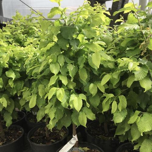 European Hornbeam (Carpinus betulus 'Columnaris Nana') - Garden.org
