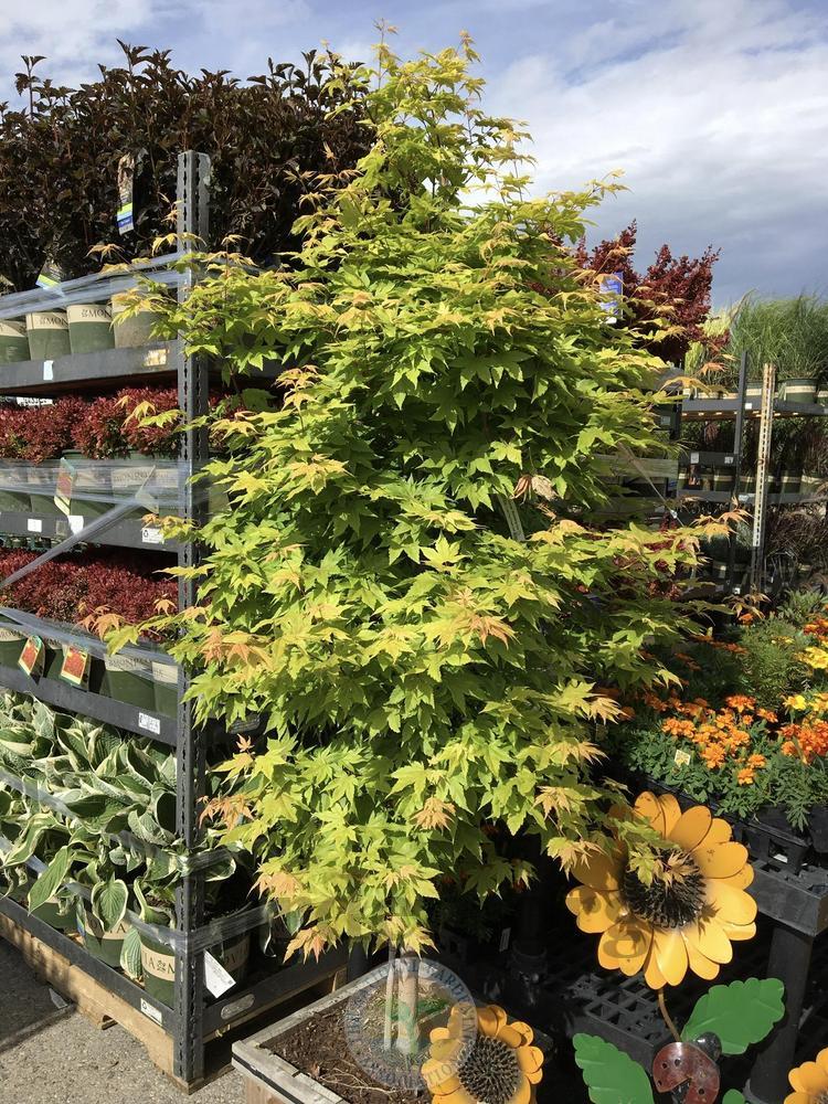 Photo of the entire plant of Maple (Acer Pacific Rim® Final Fire ...