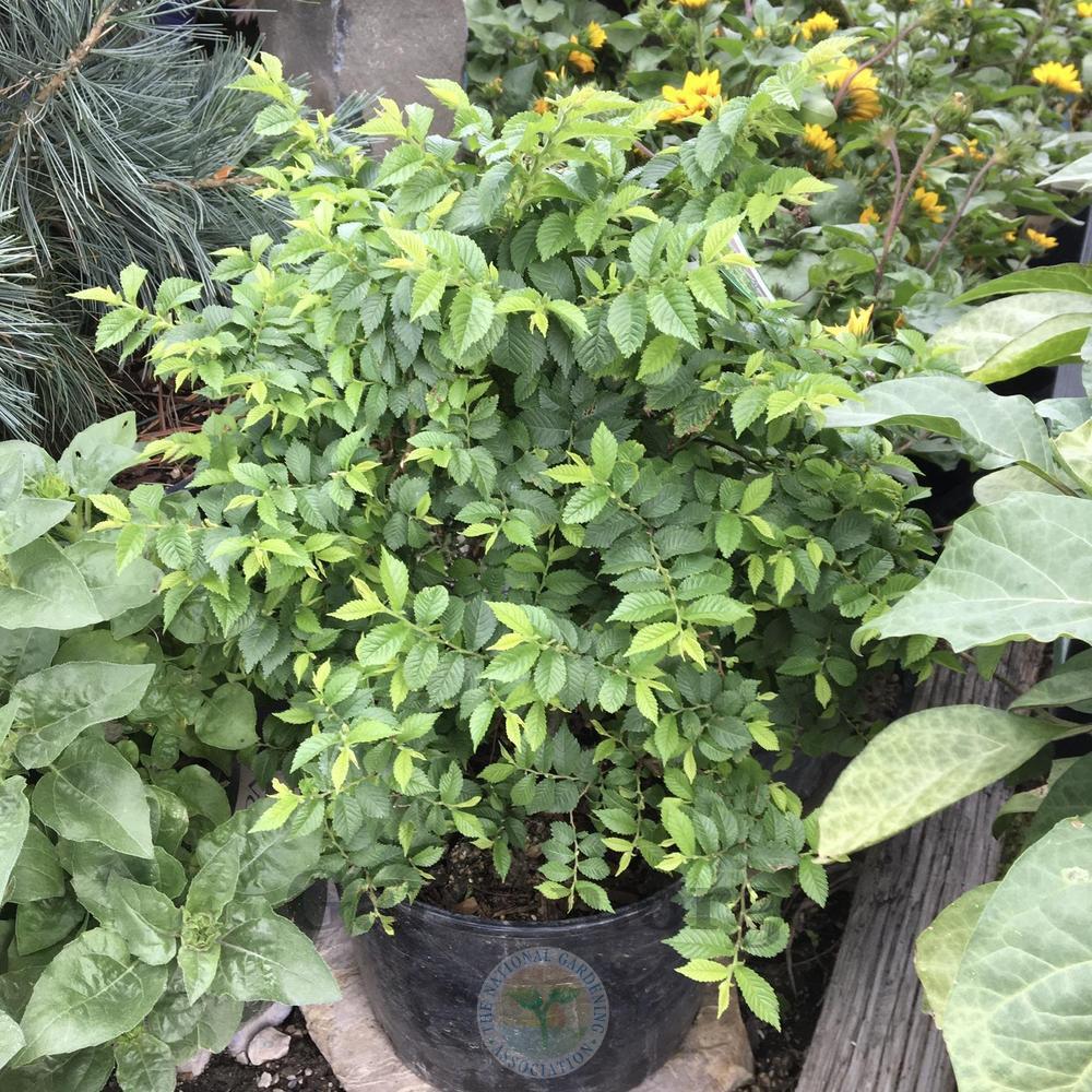 Photo of the seedling or young plant of Dutch Elm (Ulmus x hollandica ...