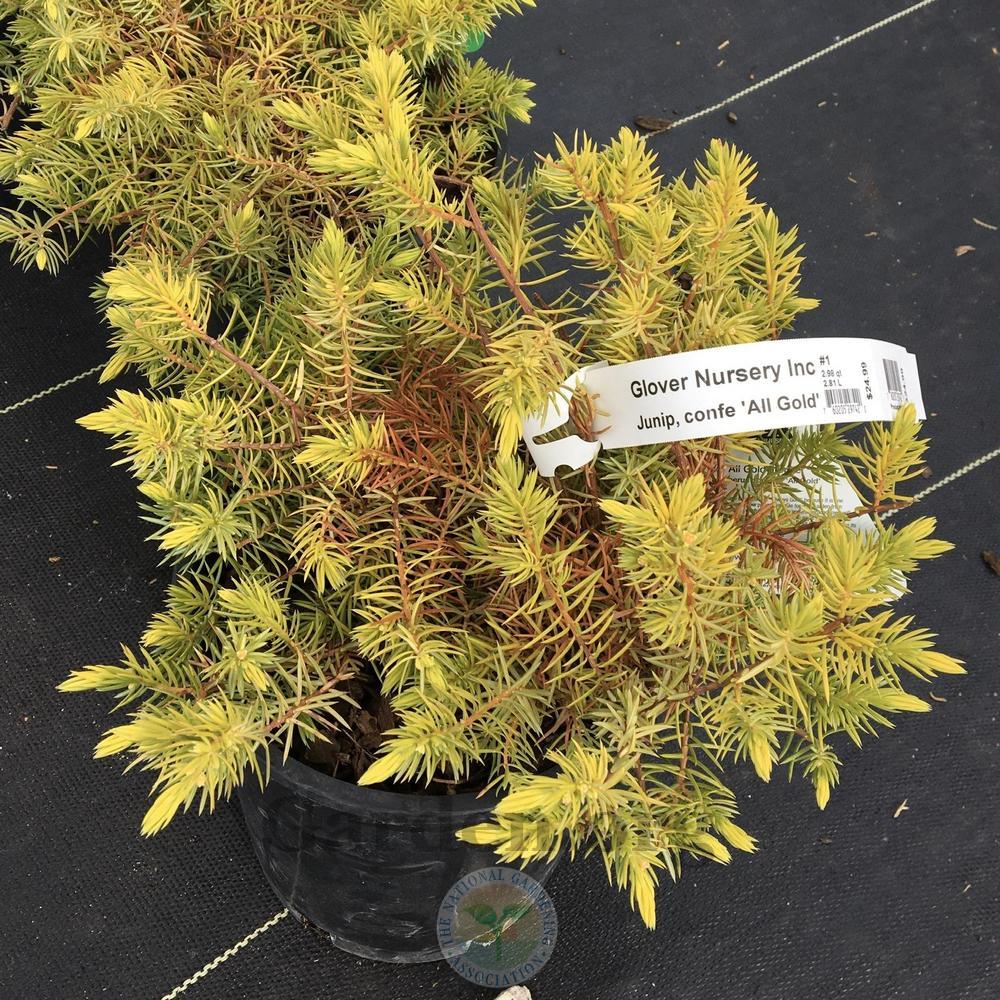 Photo of the seedling or young plant of Juniperus rigida subsp ...