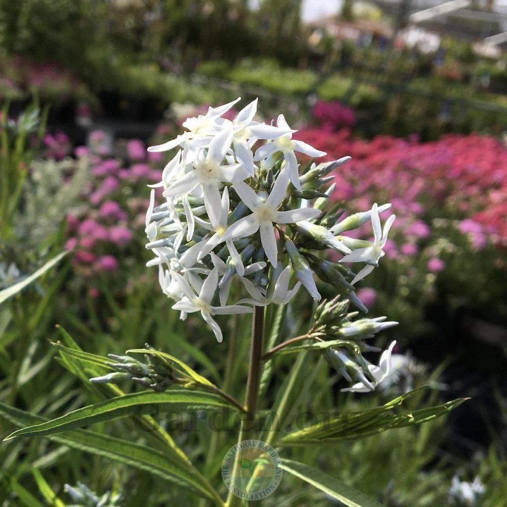 Photo of the bloom of Fringed Bluestar (Amsonia ciliata 'Halfway to ...