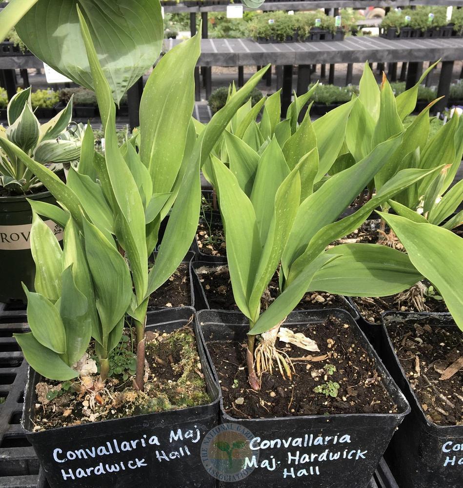 Lily of the Valley (Convallaria majalis 'Hardwick Hall') in the Lilies ...