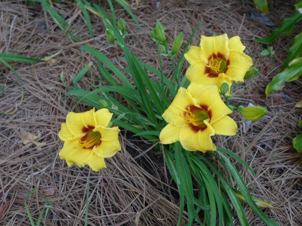 Daylily of the Day: Siloam June Bug in the Plants of the Day forum ...