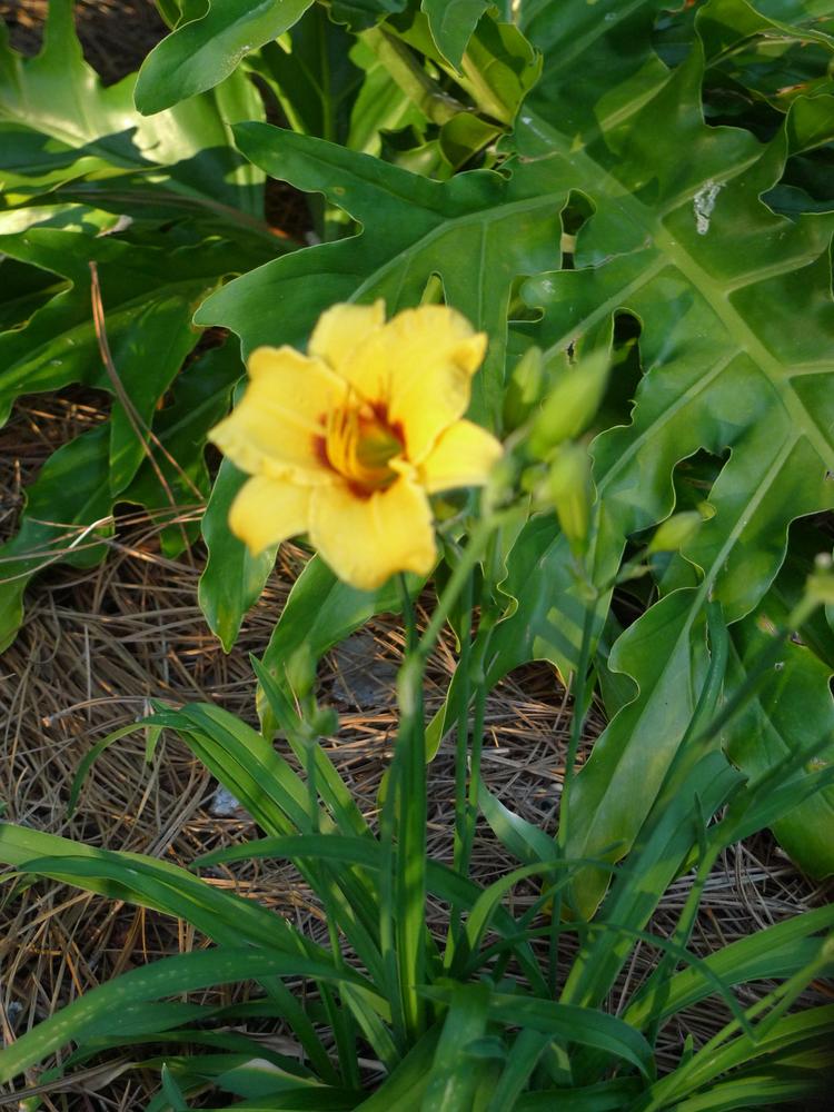 Daylily of the Day: Siloam June Bug in the Plants of the Day forum ...