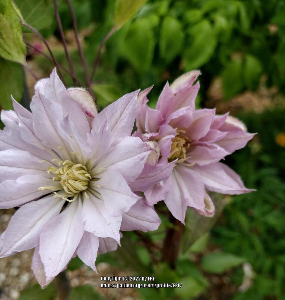 Photo of the bloom of Clematis 'Violet Elizabeth' posted by FPF ...