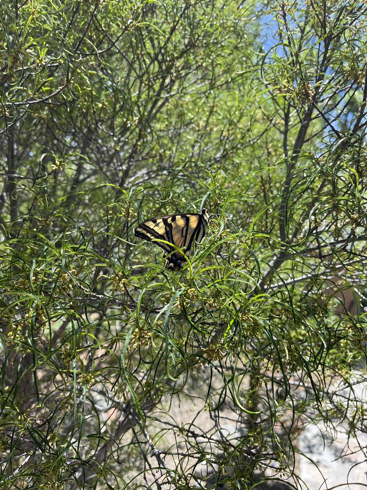 Photo of the leaves of Alder Buckthorn (Frangula alnus subsp. alnus ...