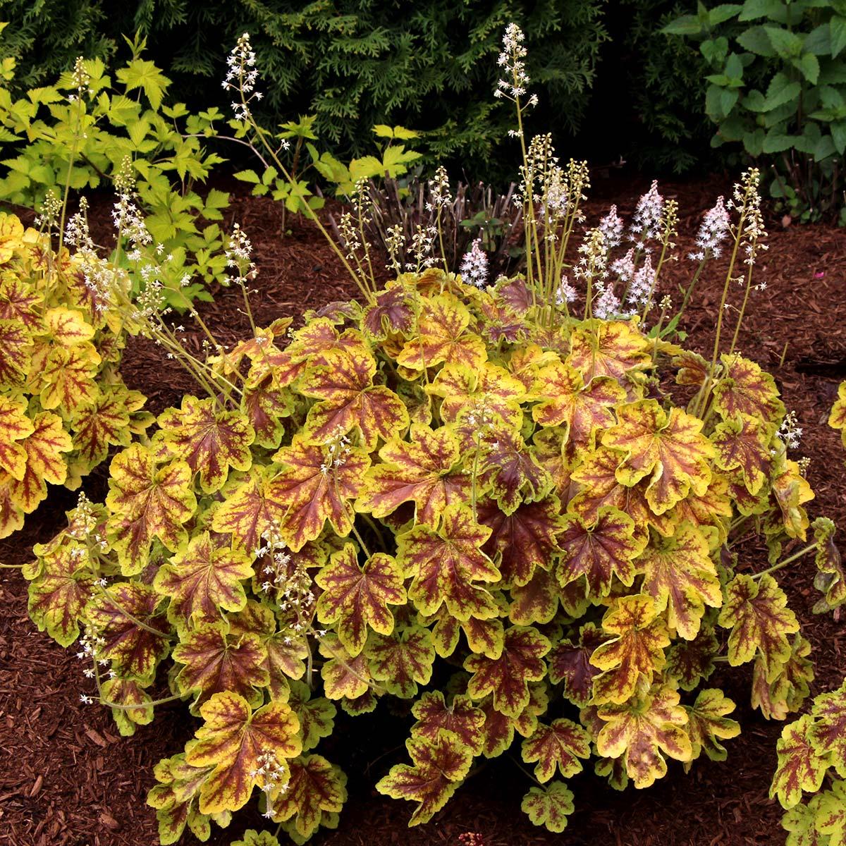 Photo of the entire plant of Foamy Bells (XHeucherella 'Solar Eclipse ...