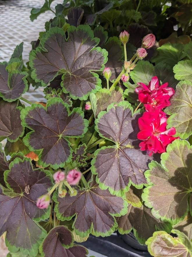Photo of the entire plant of Geranium (Pelargonium x hortorum 'Brocade ...