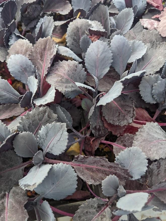 Photo of the leaves of Red Cabbage (Brassica oleracea 'Ruby Perfection ...