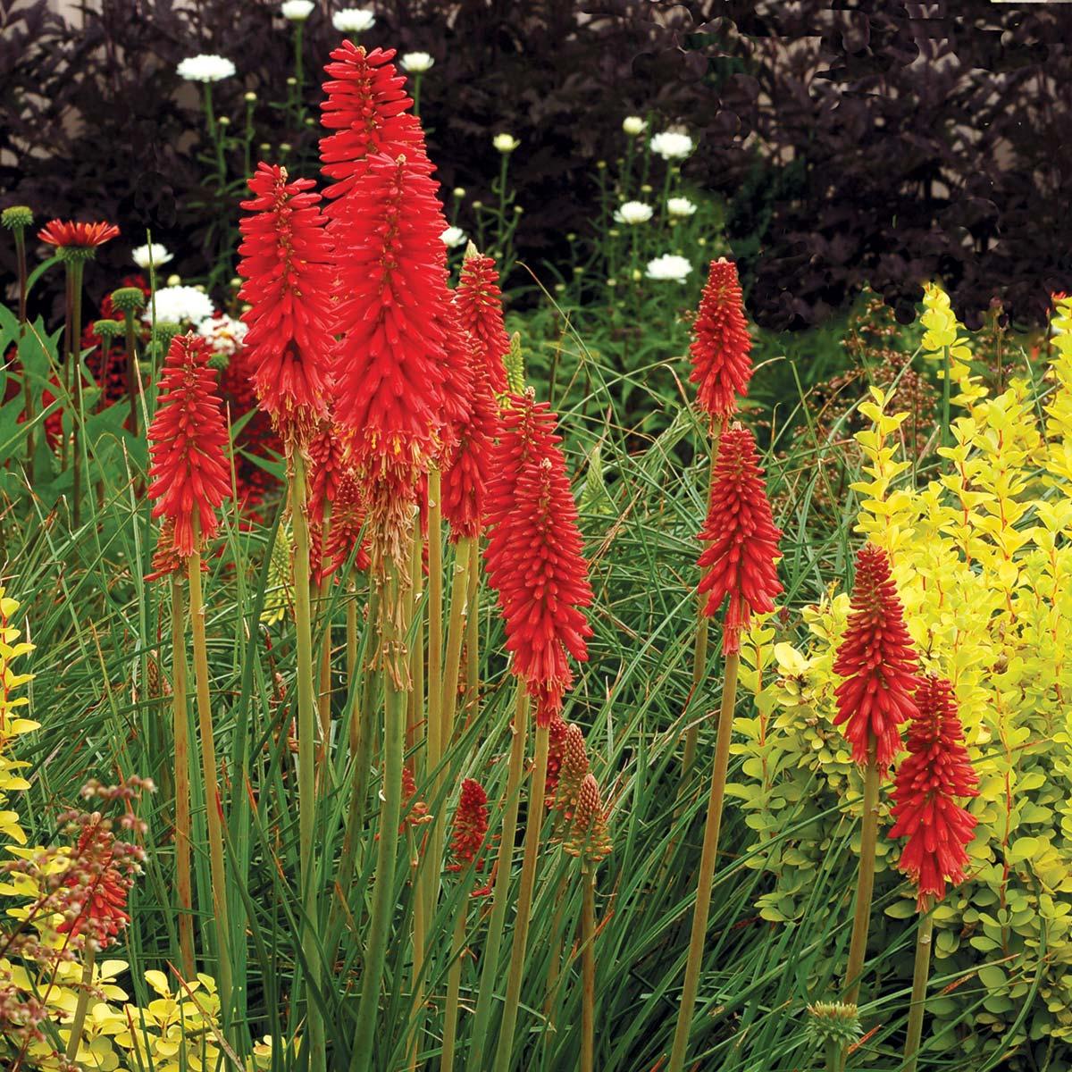 Photo of the entire plant of Dwarf Red Hot Poker (Kniphofia 'Redhot ...