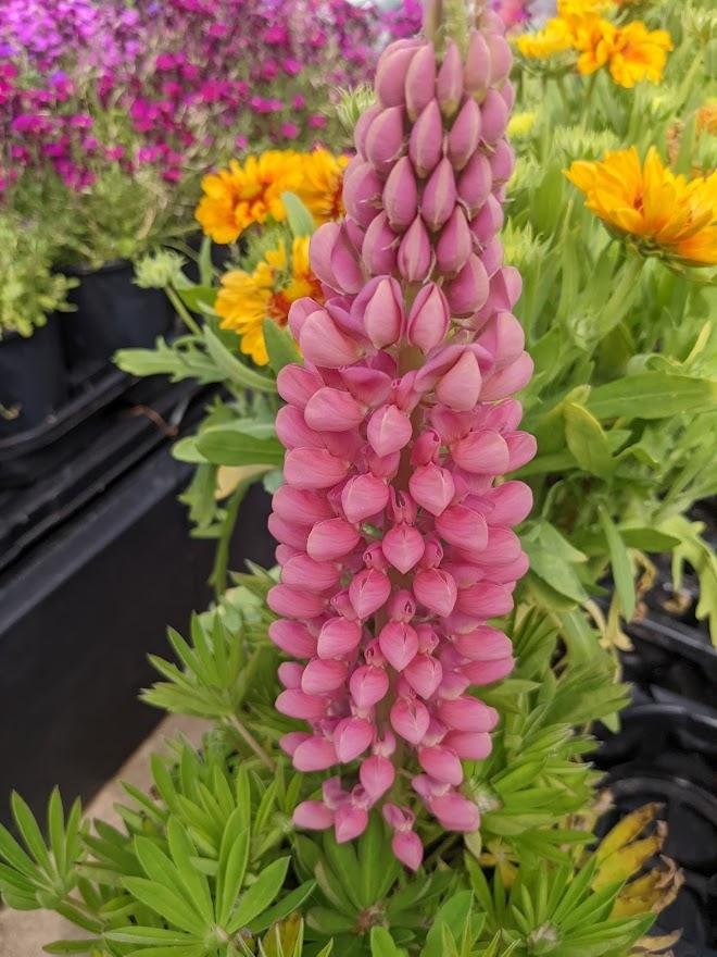 Photo of the bloom of Lupine (Lupinus Mini Gallery™ Pink Bicolor ...