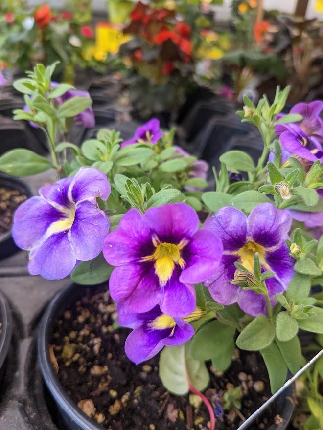 Photo of the bloom of Million Bells (Calibrachoa Can-Can® Bumble Bee ...