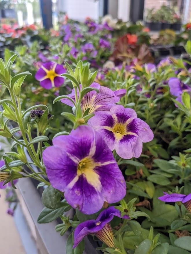 Photo of the entire plant of Million Bells (Calibrachoa Can-Can® Bumble ...