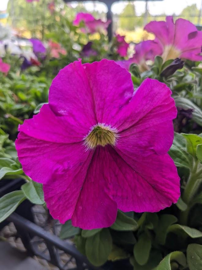 Grandiflora Petunia (Petunia Dreams™ Neon Rose) in the Petunias ...