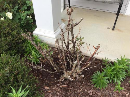 Sick or dead rose bush in the Roses forum - Garden.org