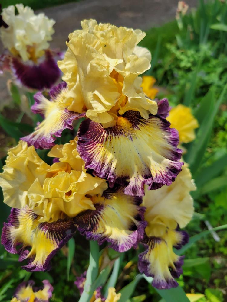 Photo of the bloom of Tall Bearded Iris (Iris 'Hold the Line') posted ...