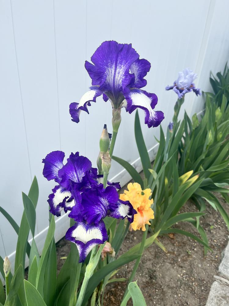 Photo of the bloom of Tall Bearded Iris (Iris 'Stepping Out') posted by ...