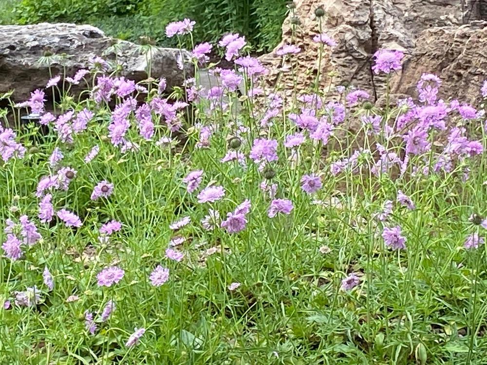 Photo of the entire plant of Shining Scabious (Scabiosa lucida) posted ...