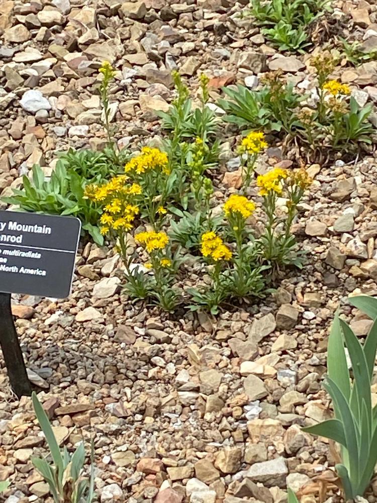 Photo of the entire plant of Rocky Mountain Goldenrod (Solidago ...