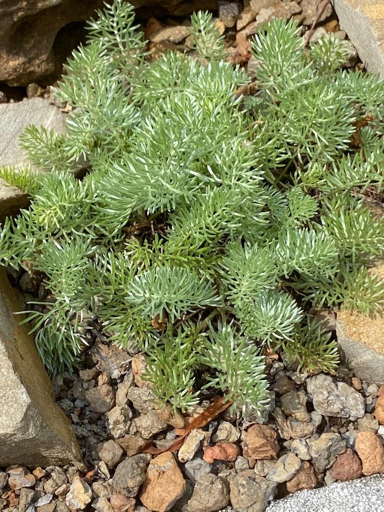 Photo of the leaves of Filigree daisy (Archanthemis marschalliana subsp ...