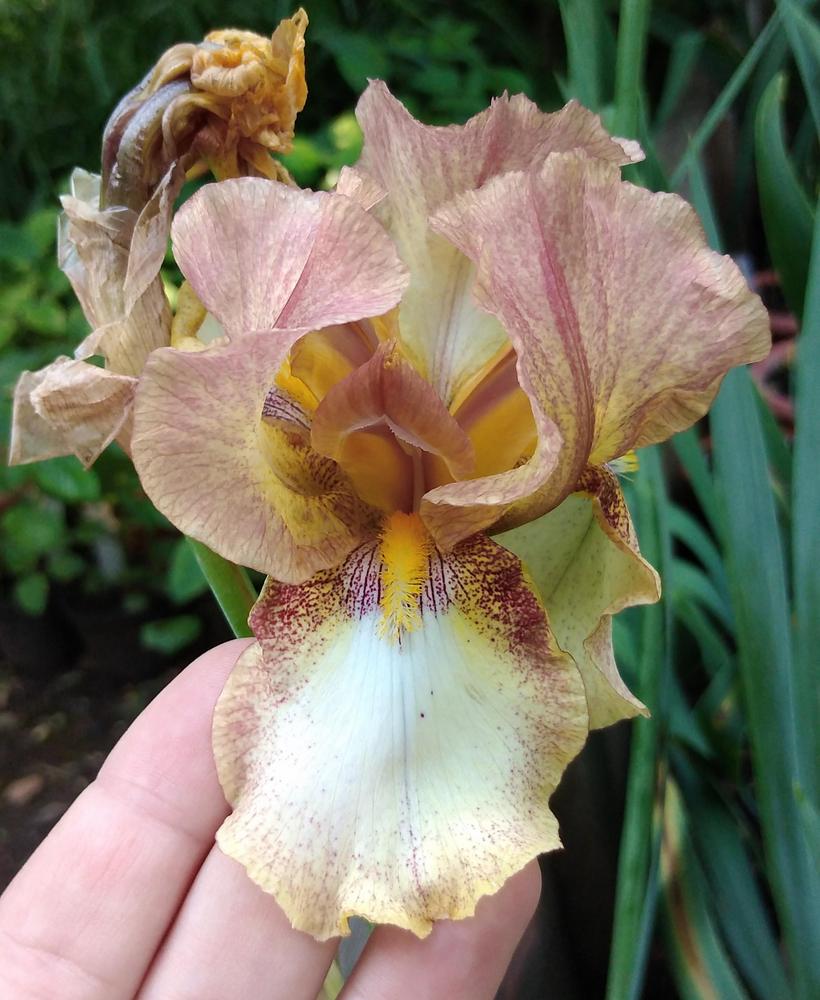 Tall Bearded Iris (Iris 'Cinnamon Mist') in the Irises Database ...