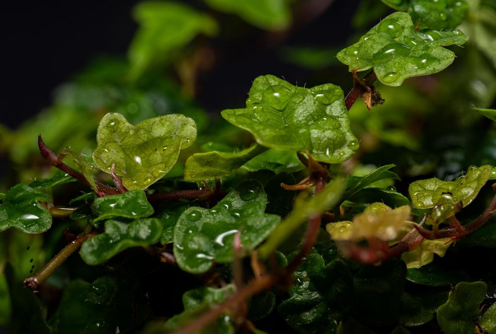 Photo of the leaves of Miniature Oakleaf Fig (Ficus pumila 'Quercifolia ...