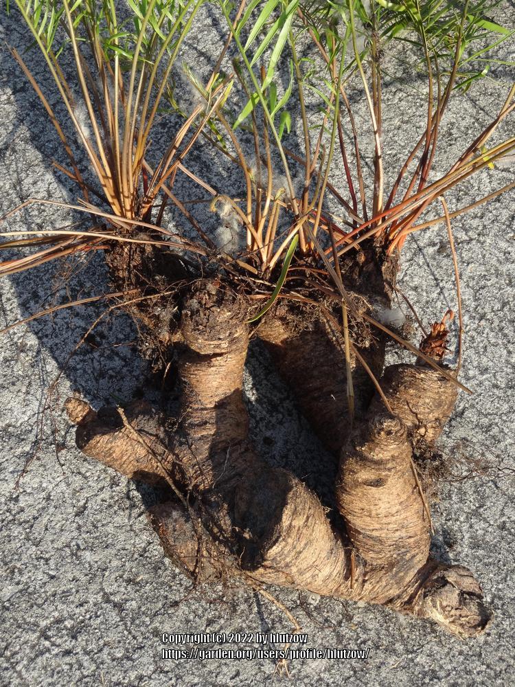 Photo of the roots of Coontie (Zamia integrifolia) posted by hlutzow ...