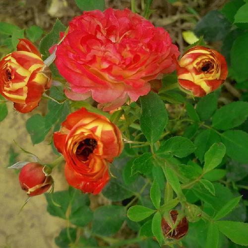 Rose (Rosa 'Baby Romantica') in the Roses Database - Garden.org