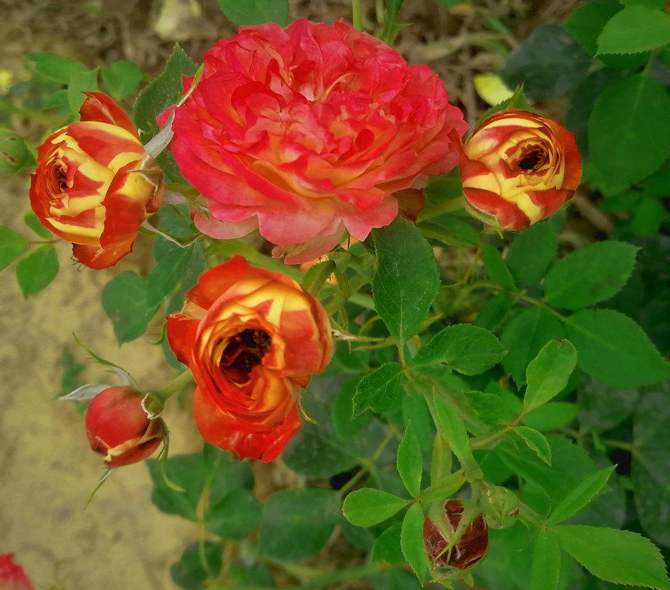 Rose (Rosa 'Baby Romantica') in the Roses Database - Garden.org