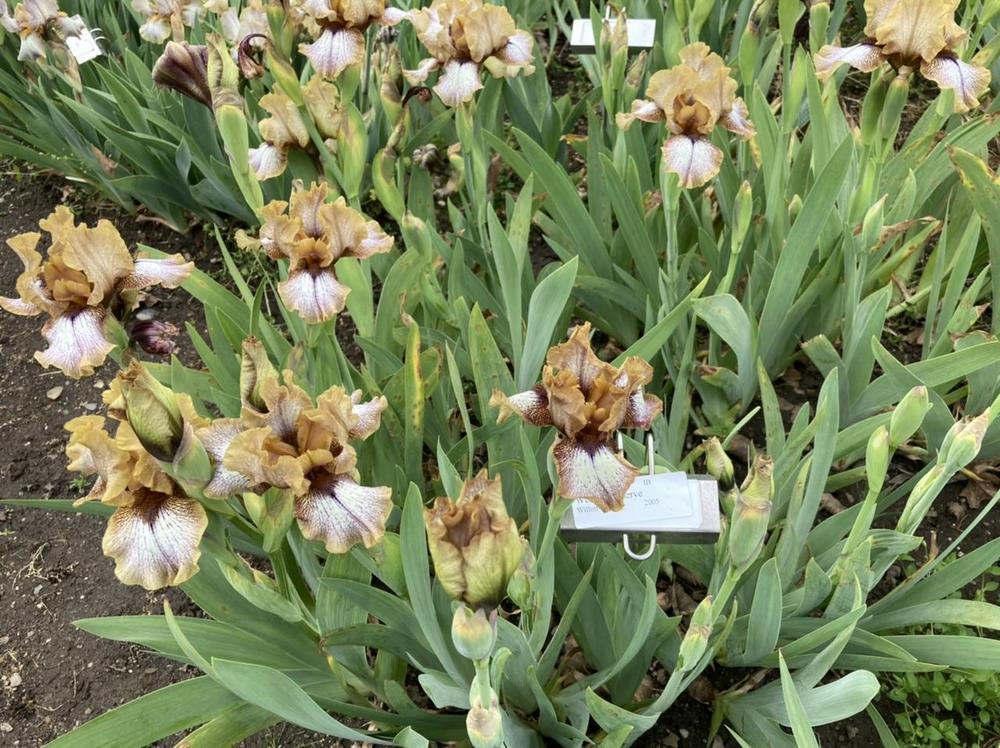 Intermediate Bearded Iris (Iris 'Western Reserve') in the Irises ...