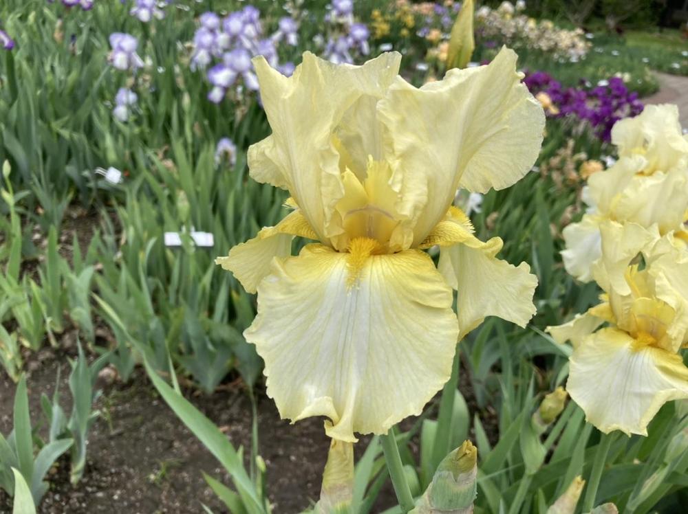 Photo of the bloom of Tall Bearded Iris (Iris 'Butter Ruffles') posted ...
