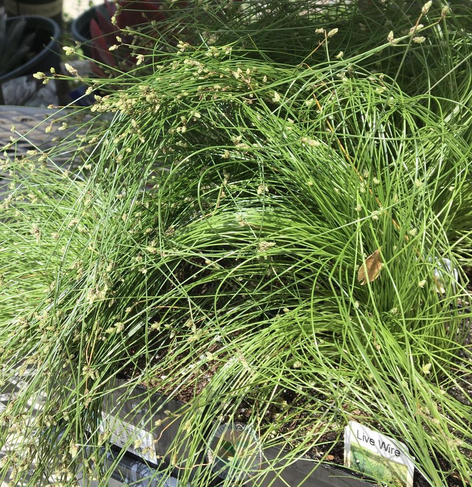 Photo of the seedling or young plant of Fiber Optic Grass (Isolepis ...