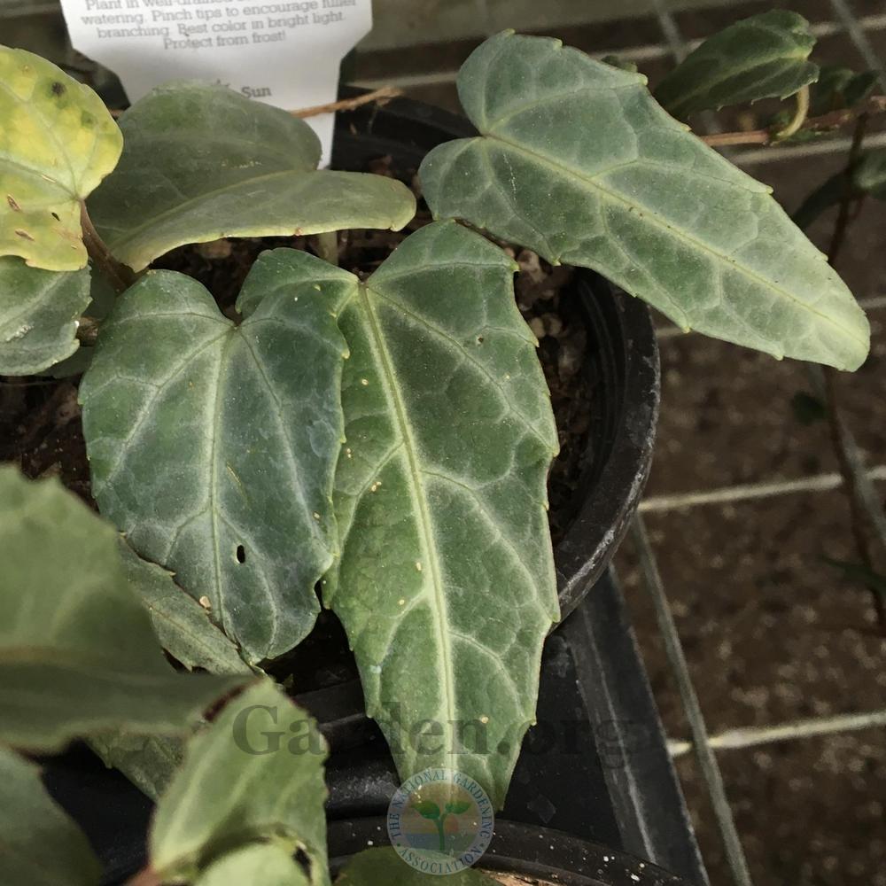 Photo of the leaves of Amazon Jungle Vine (Vitis amazonica) posted by ...