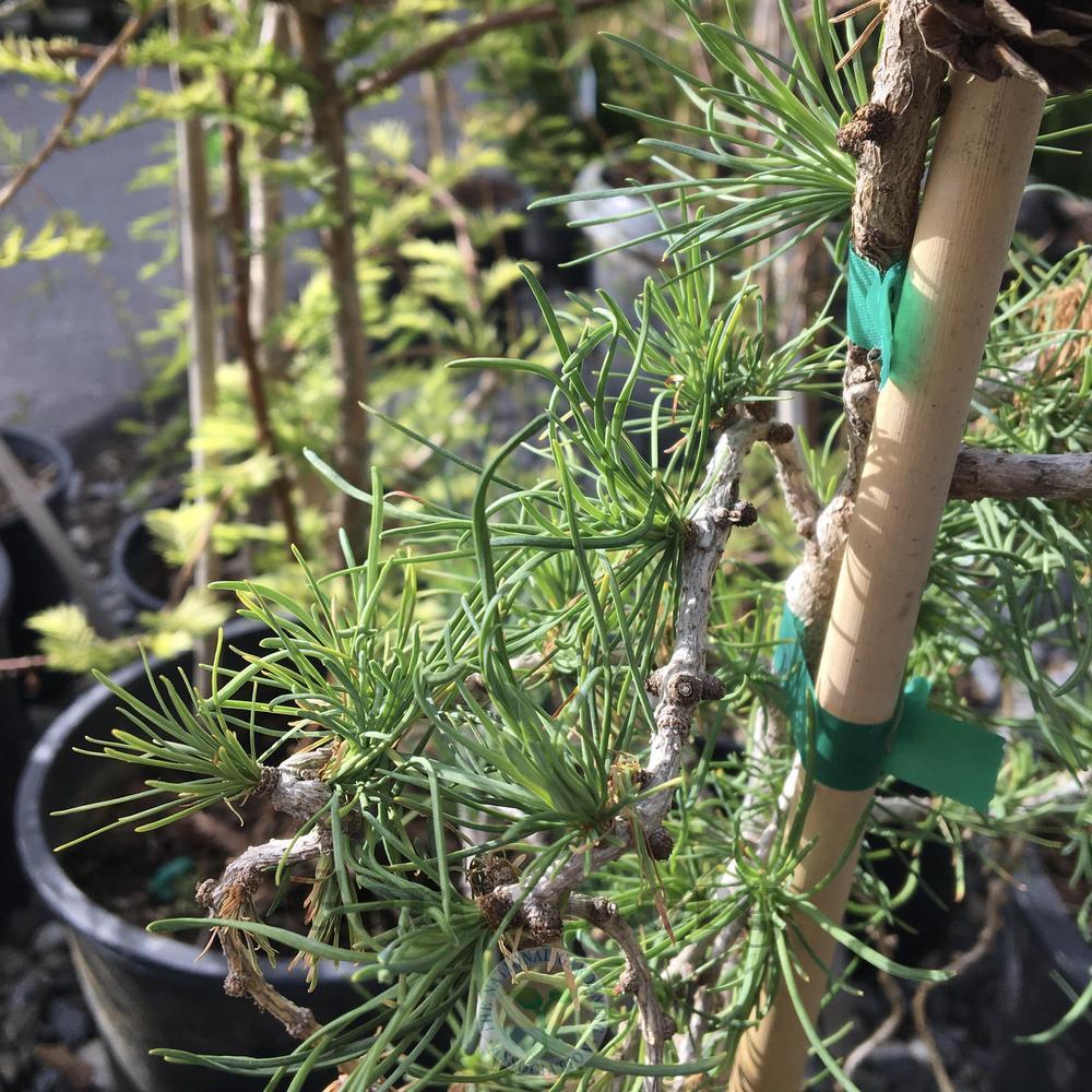 Photo of the leaves of European Larch (Larix decidua 'Horstmann's ...