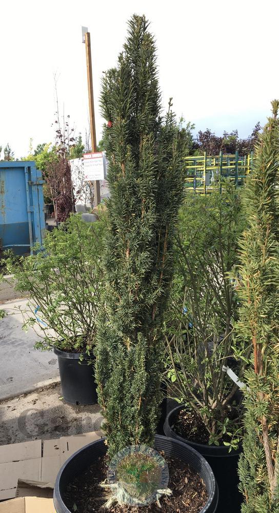 Photo of the entire plant of English Yew (Taxus baccata 'Fastigiata ...