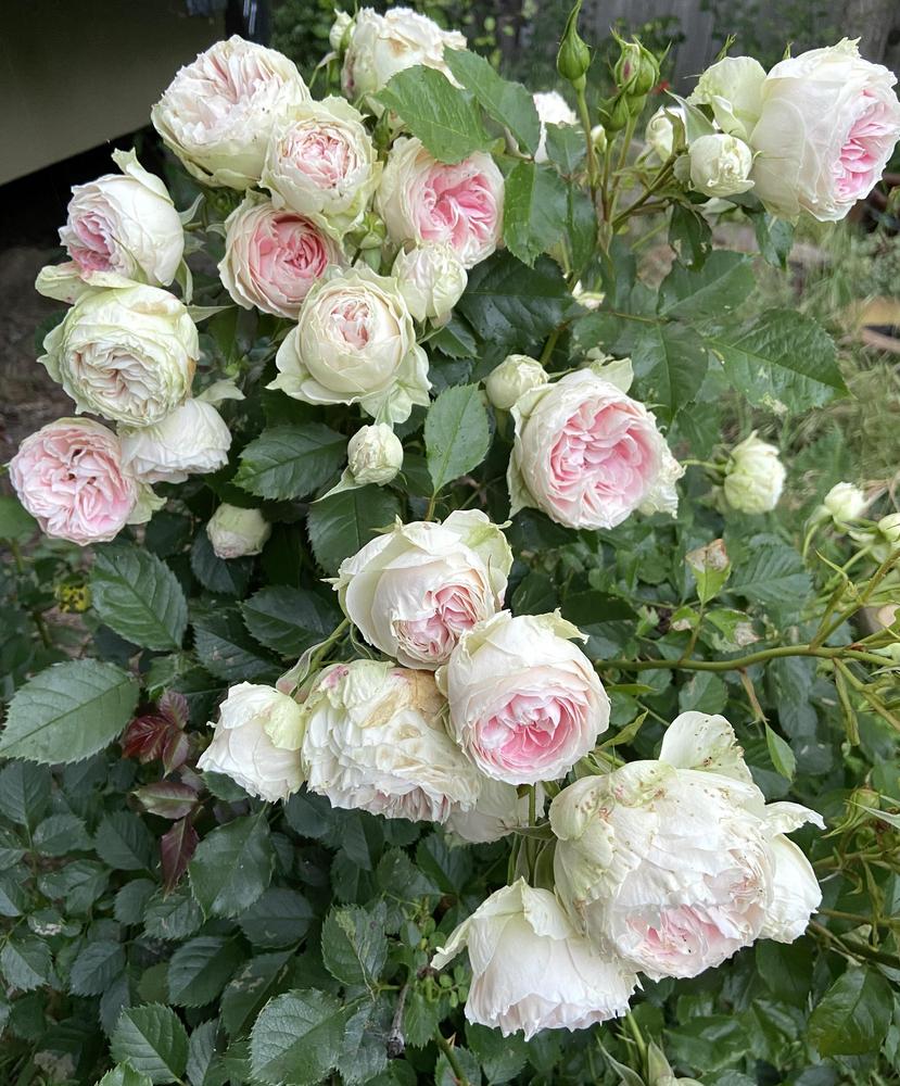 Photo of the entire plant of Shrub Rose (Rosa 'Pompon Flower Circus ...