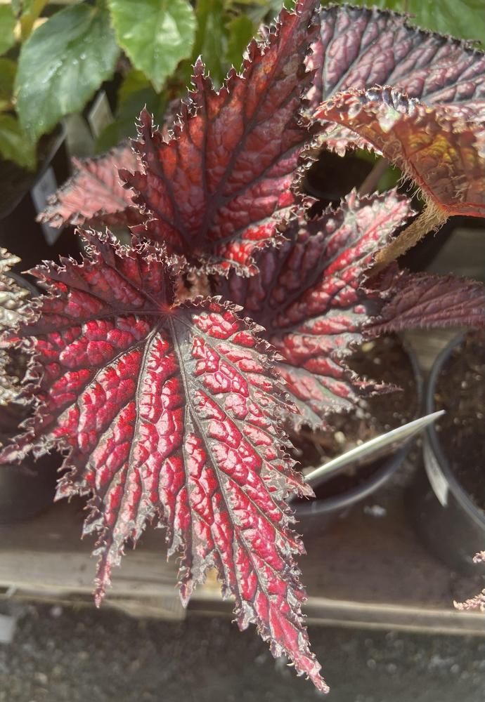 Rex Begonia (Begonia Jurassic Jr.™ Fire Spike) in the Begonias Database ...