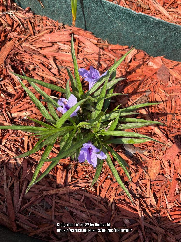 Photo of the entire plant of Mexican Petunia (Ruellia simplex 'Katie ...