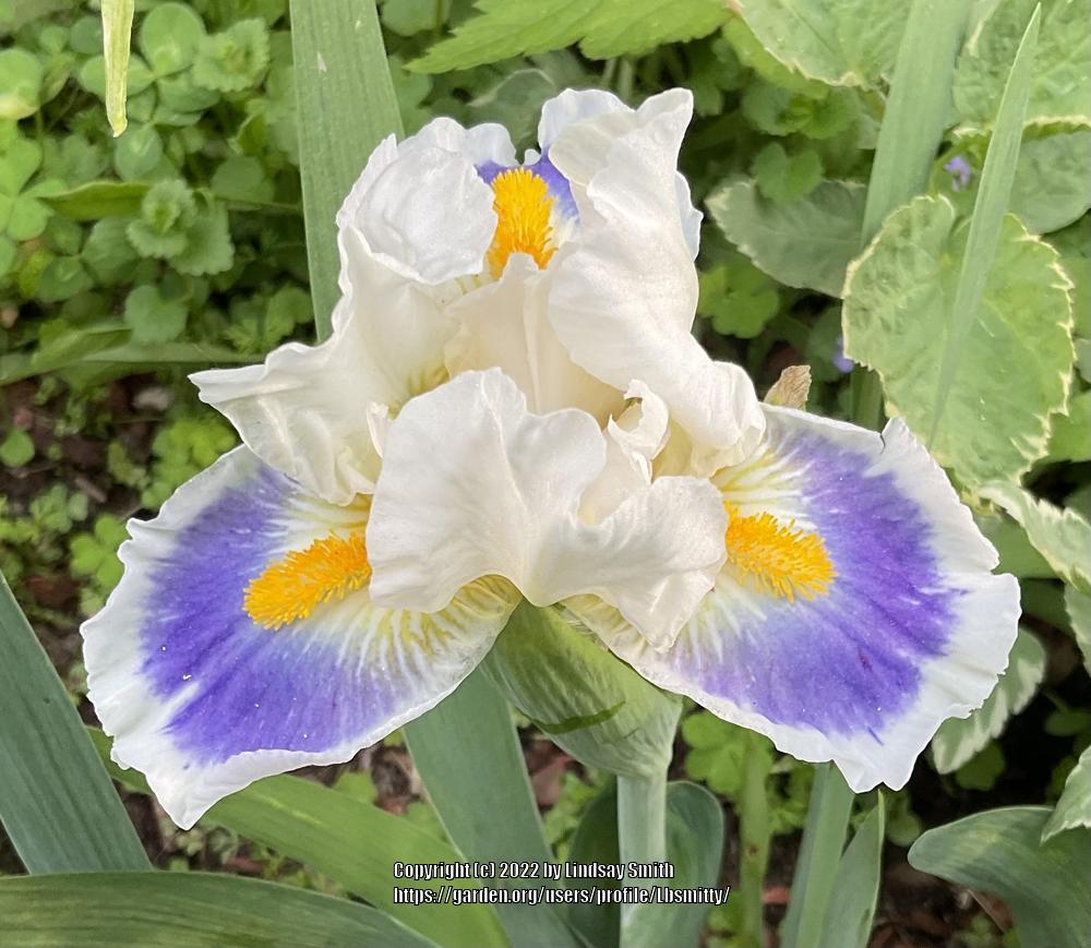 Photo of the bloom of Standard Dwarf Bearded Iris (Iris 'So Noted ...
