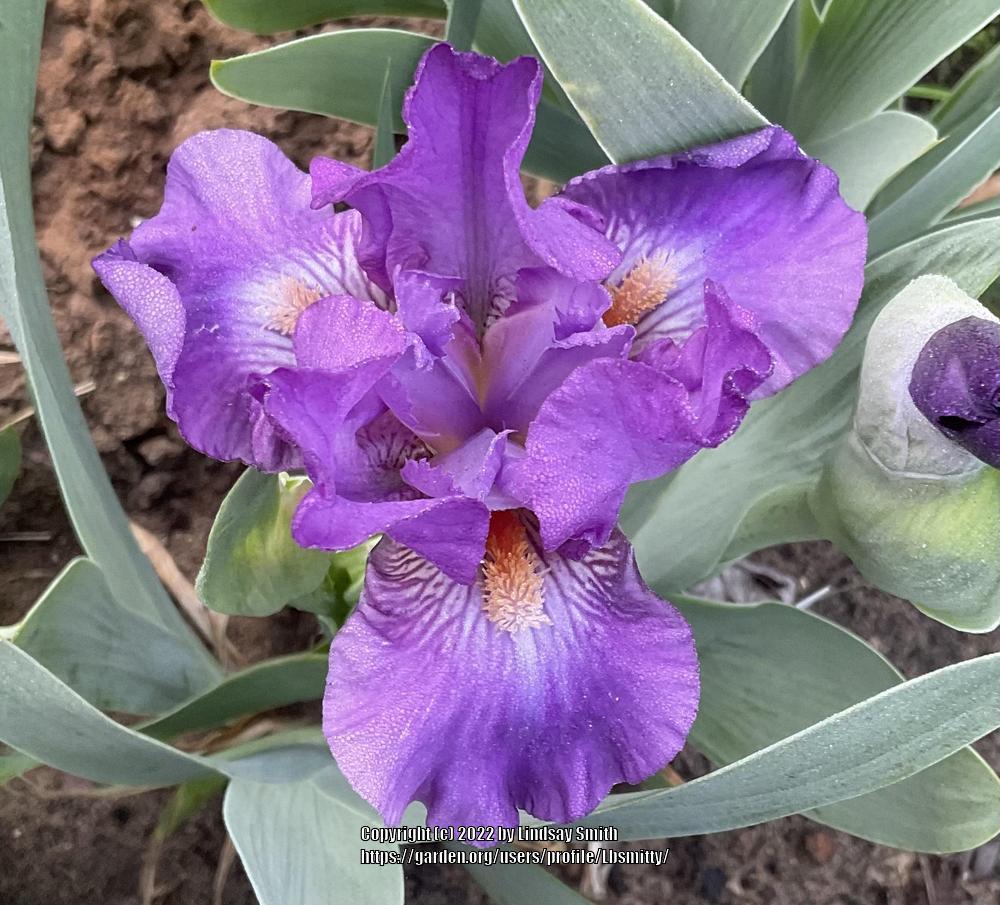 Photo of the bloom of Standard Dwarf Bearded Iris (Iris 'Pretty ...
