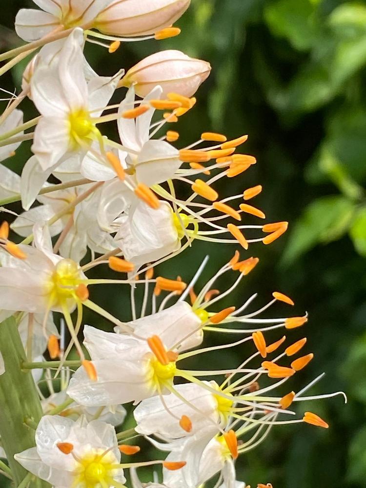 Foxtail Lily (Eremurus 'Romance') - Garden.org