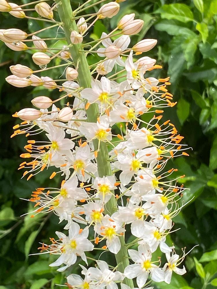 Photo of the bloom of Foxtail Lily (Eremurus 'Romance') posted by SL ...