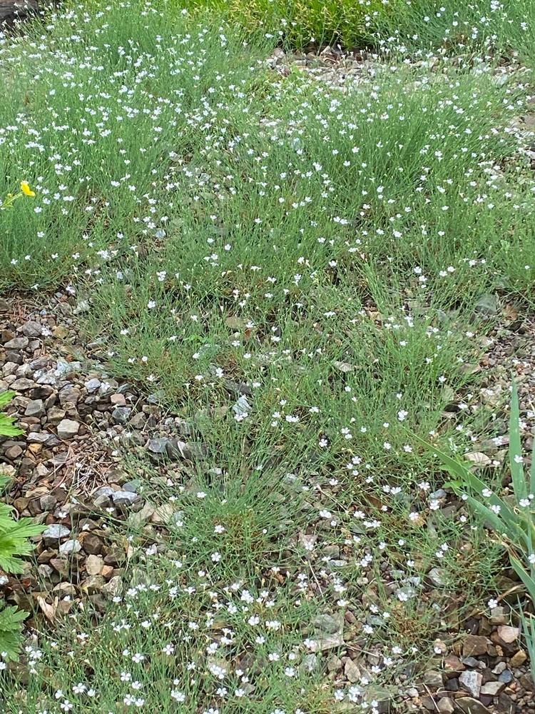 Photo of the entire plant of Tunic Flower (Petrorhagia saxifraga ...